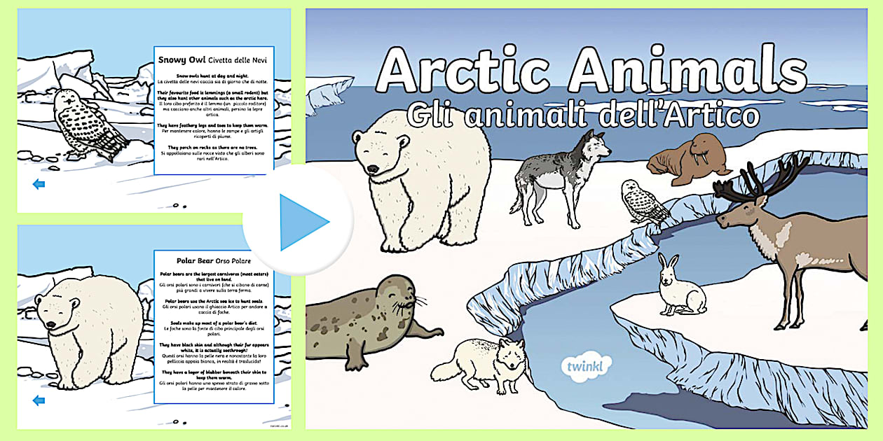 Winter Arctic Animals Habitat PowerPoint English/Italian - Winter Arctic