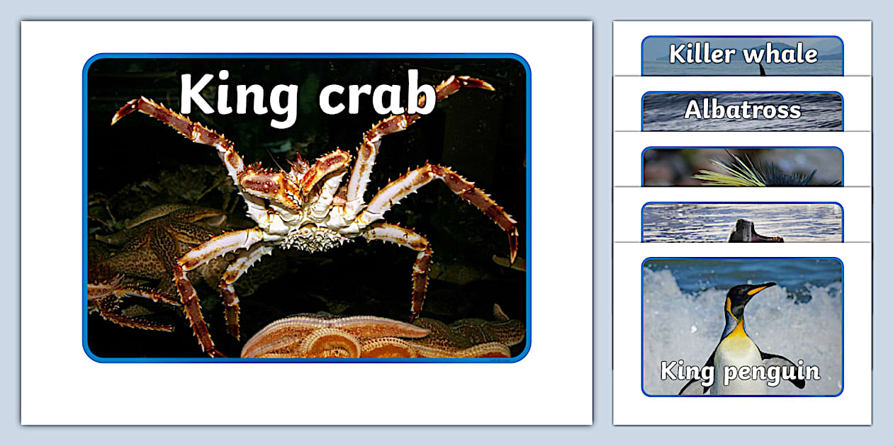 Southern Ocean Animals Photo Pack (teacher made) - Twinkl