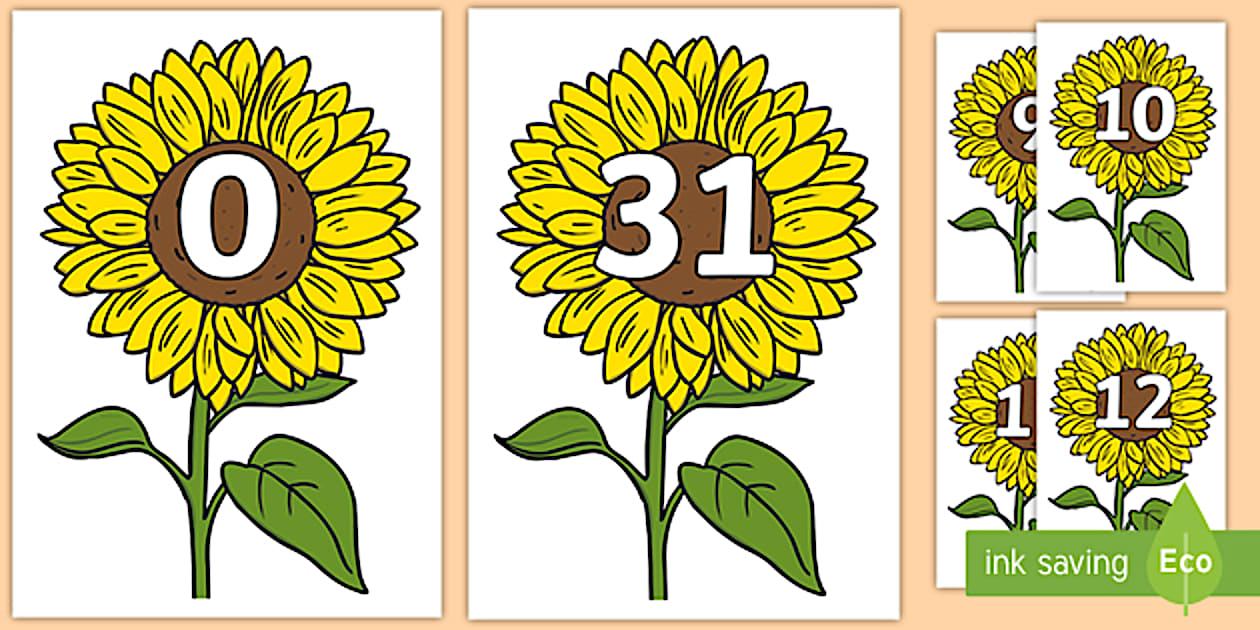Numbers 0-31 on Sunflowers (Teacher-Made) - Twinkl