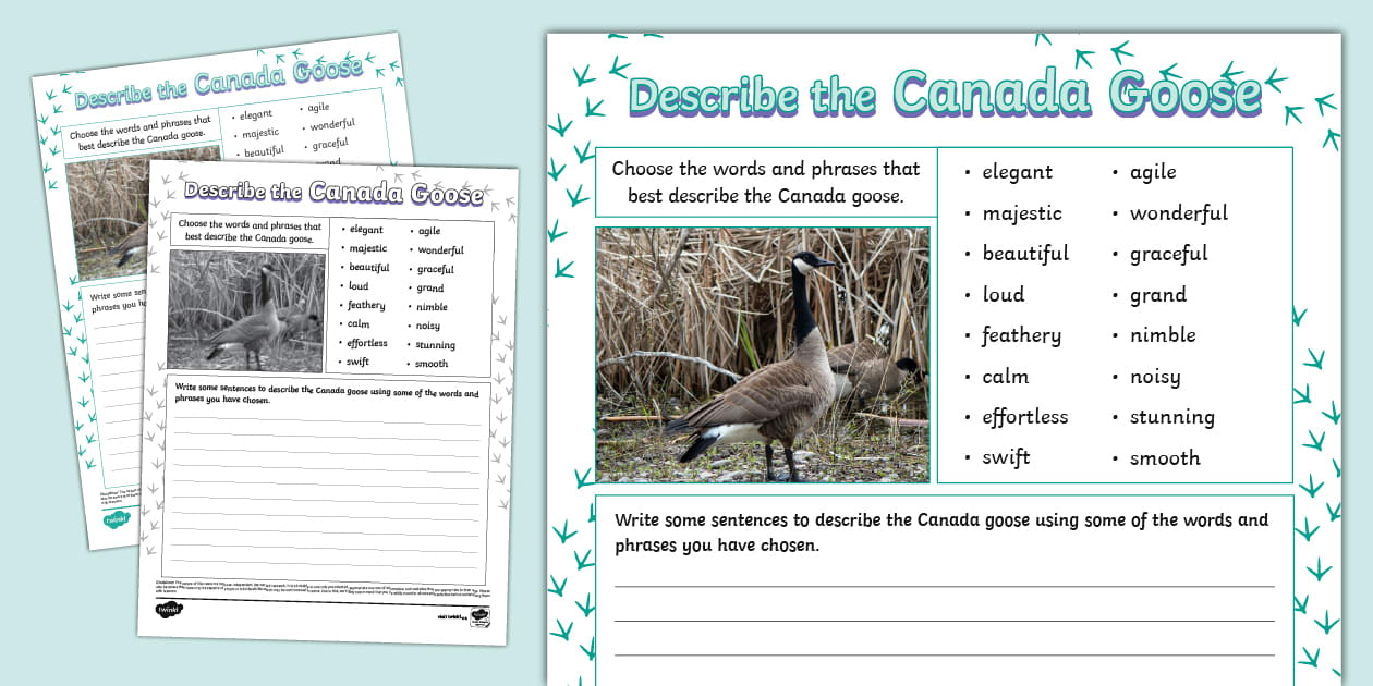 Describe the Canada Goose Worksheet (Teacher-Made) - Twinkl