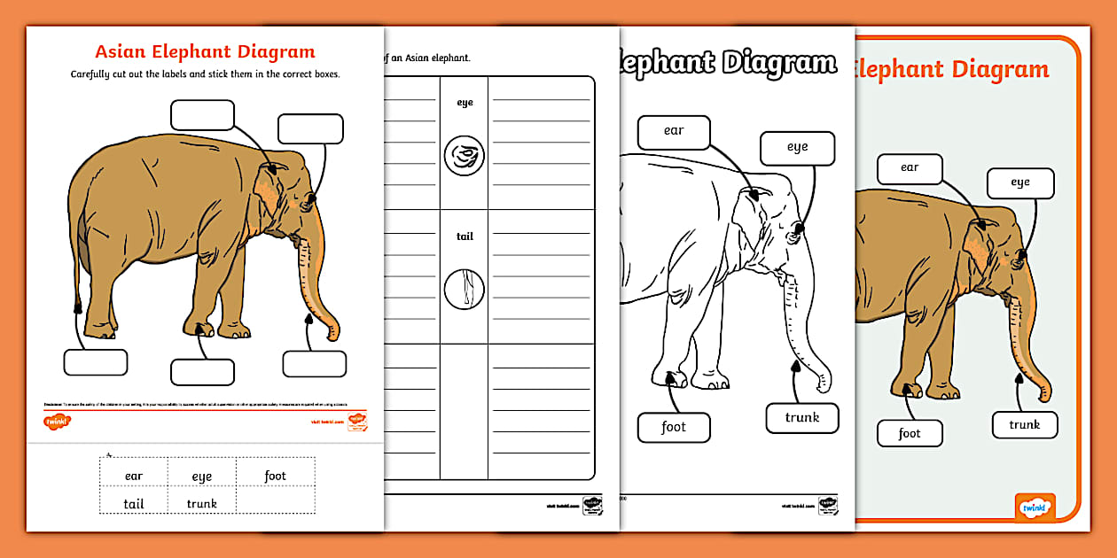 Asian Elephant Diagram Pack (teacher made) - Twinkl