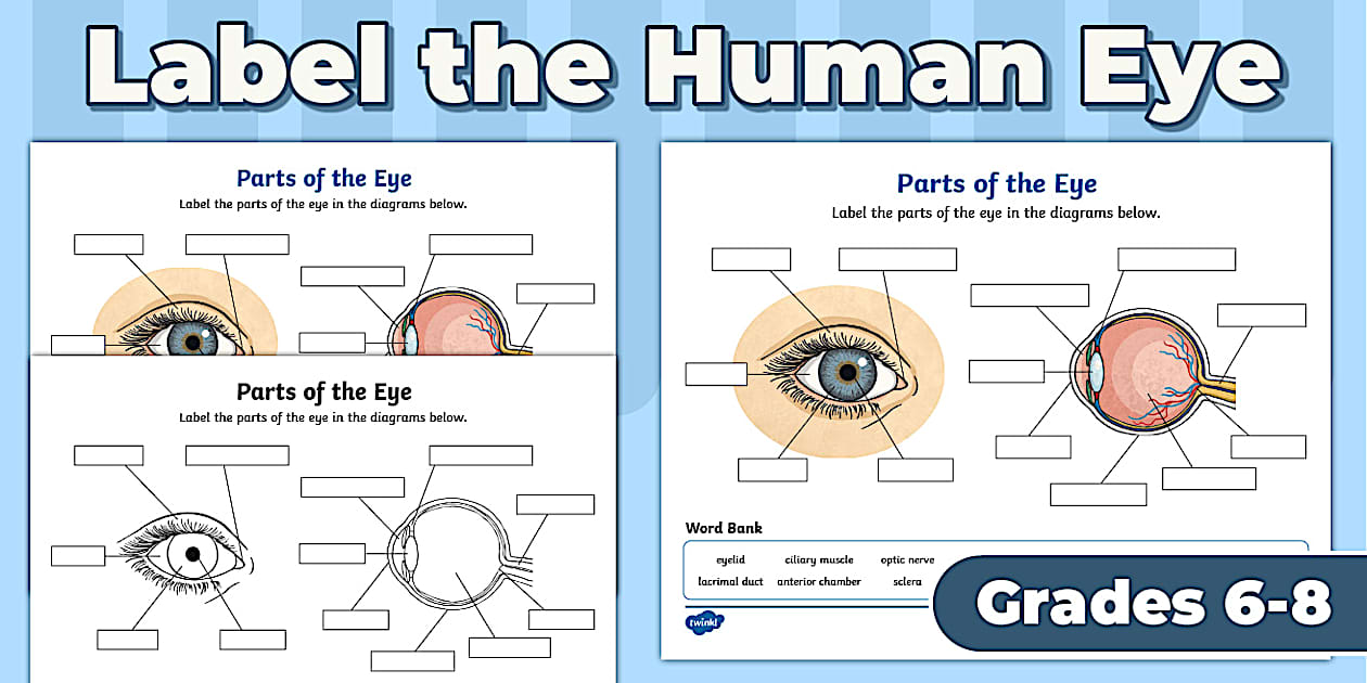Label the Human Eye Worksheet for 6th-8th Grade