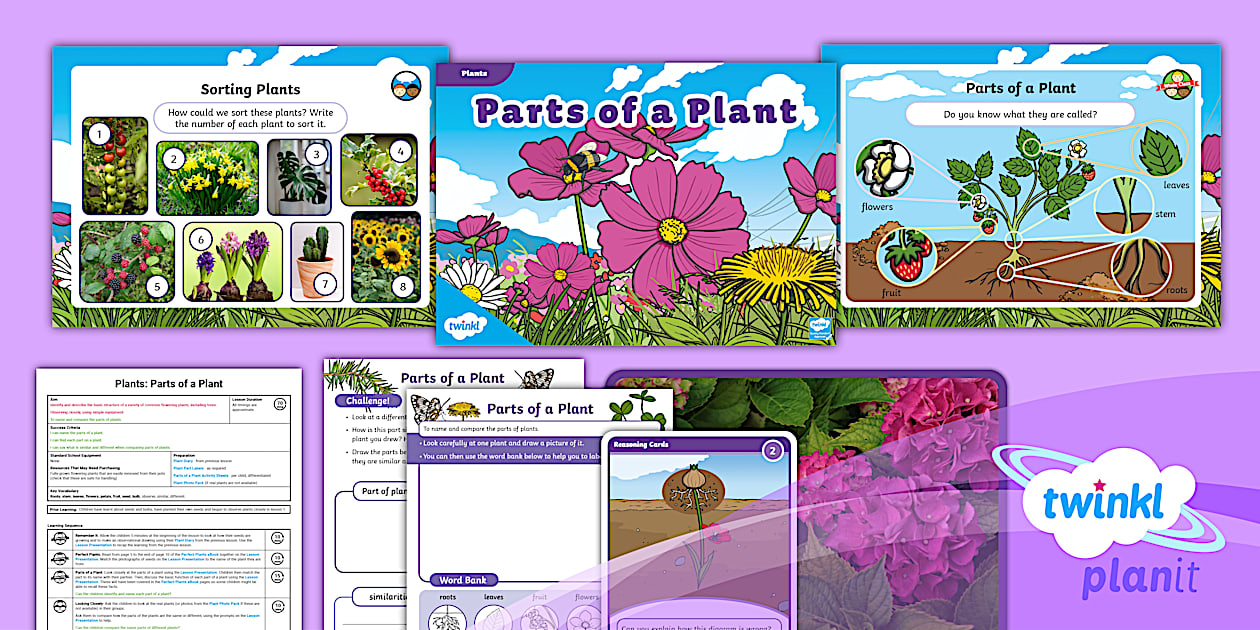 Science: Plants: Parts of a Plant: Year 1 Lesson 2 - Twinkl