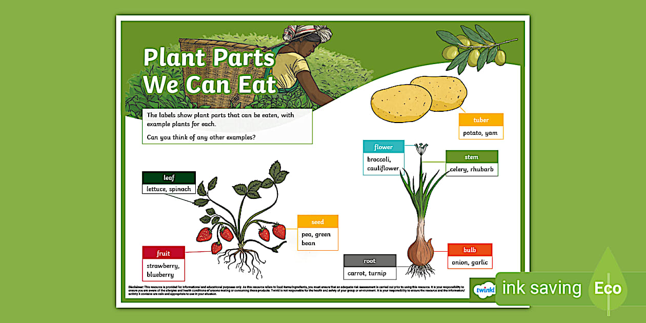 Plant Parts We Can Eat Display Poster - Twinkl - KS2