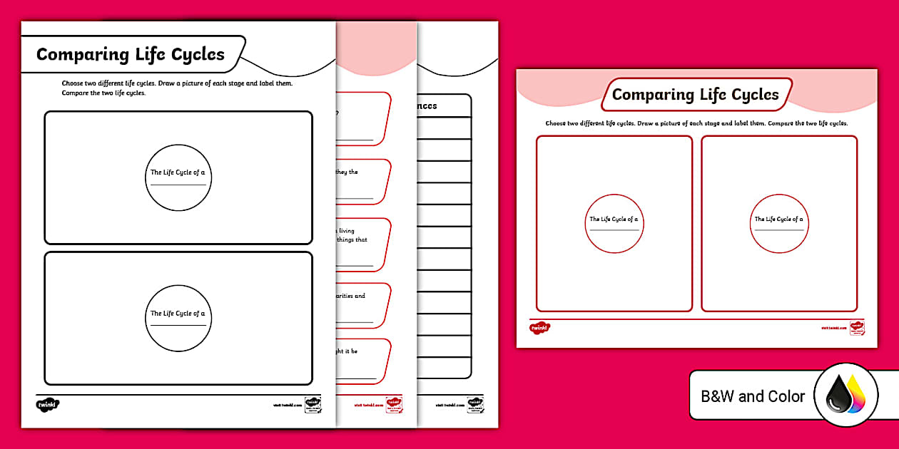 Life Cycle Comparison Activity for 3rd-5th Grade - Twinkl