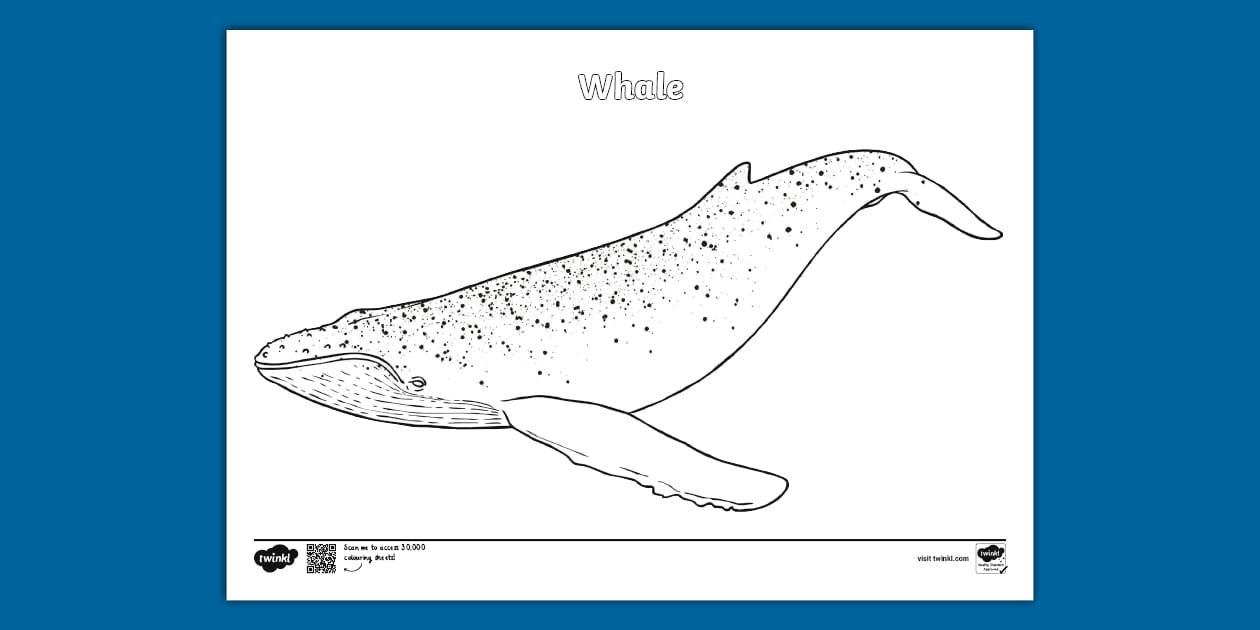 Blue Whale Colouring Sheet | Colouring Sheets (teacher made)
