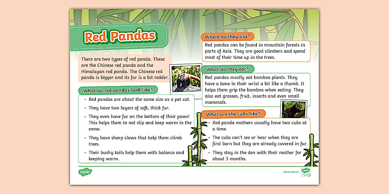 KS1 Red Panda Fact File (teacher made) - Twinkl