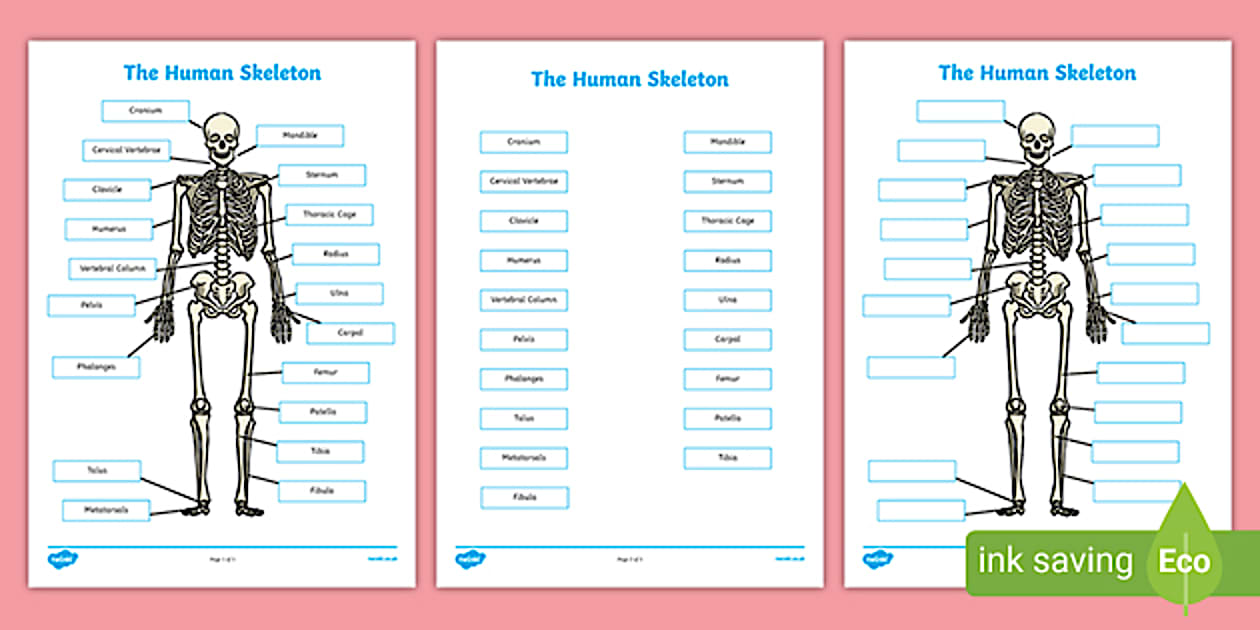 Editable Human Skeleton Labelling Sheets Scientific Names