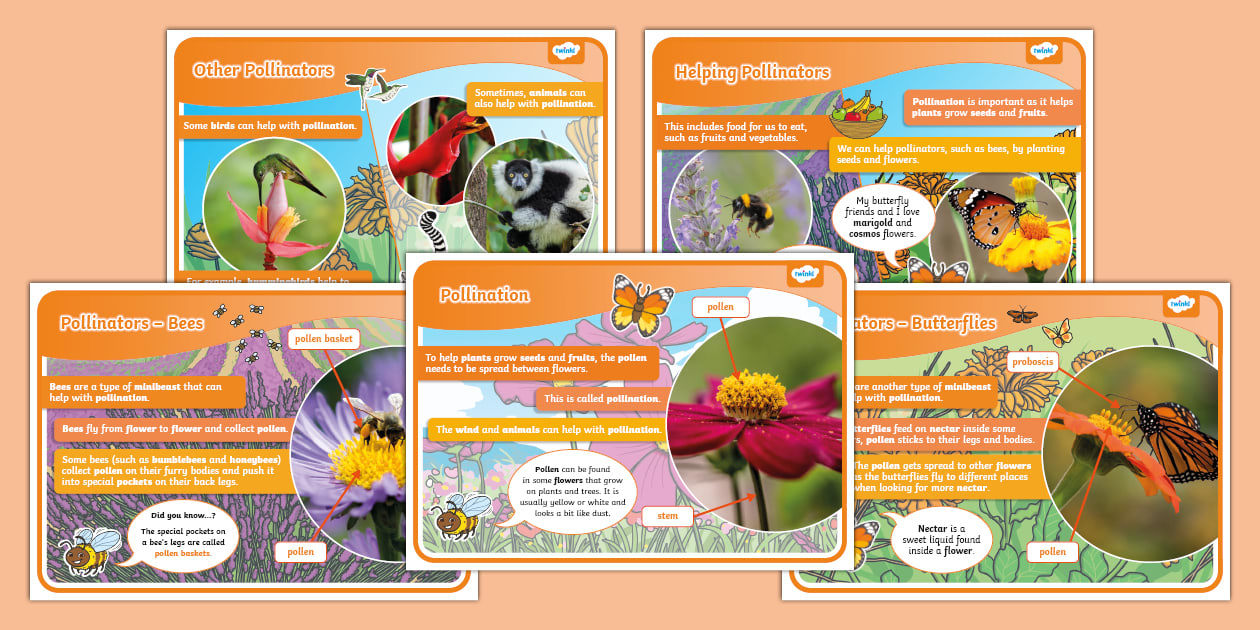 EYFS All About Pollination Fact Files | Twinkl - Twinkl