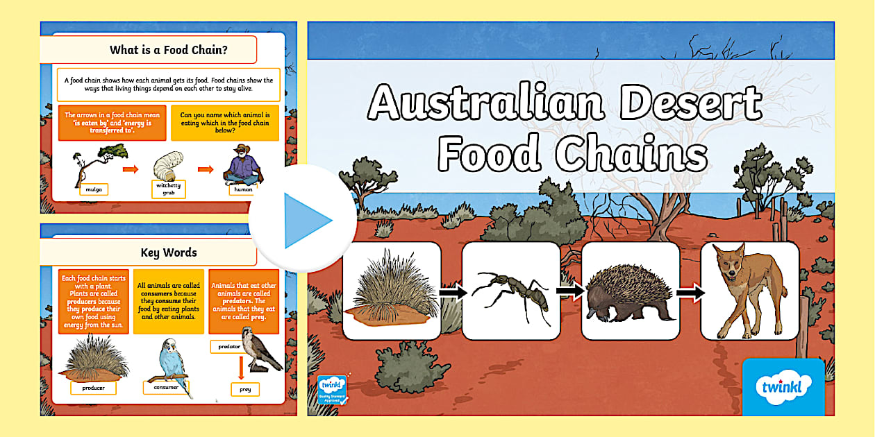 Australian Desert Food Chain PowerPoint | Science | Twinkl