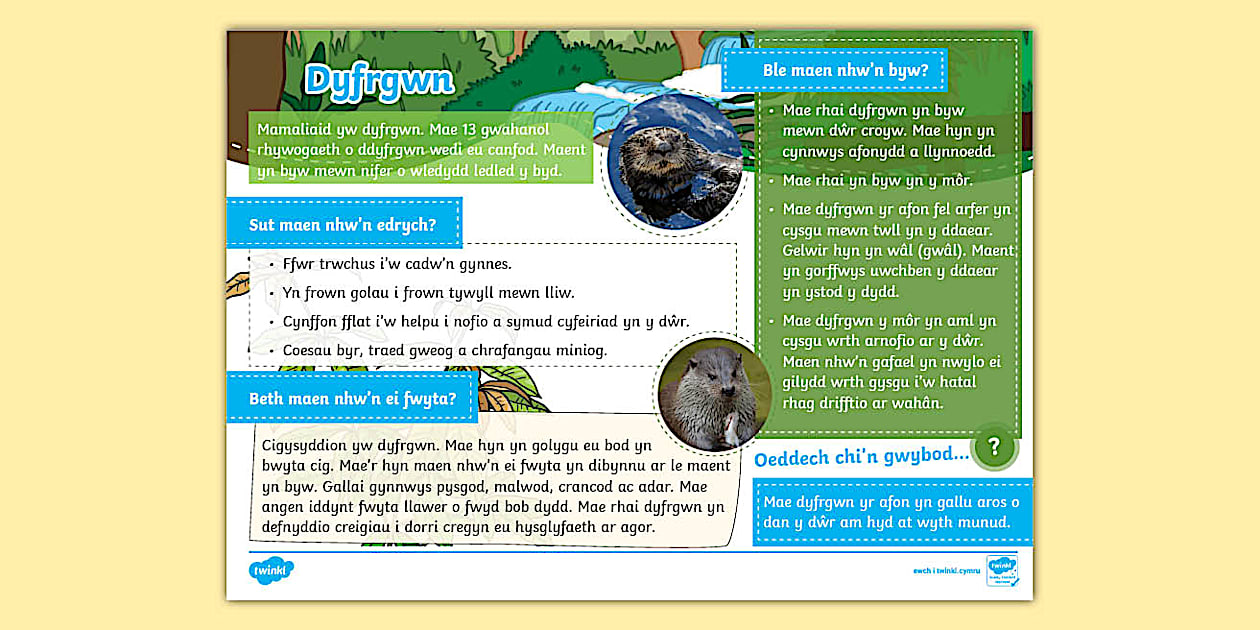 Ffeil Ffeithiau Dyfrgwn (Teacher-Made) - Twinkl