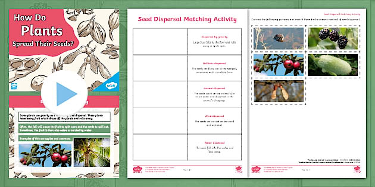 Seed Dispersal Information and Activity Age 7-11 | Twinkl