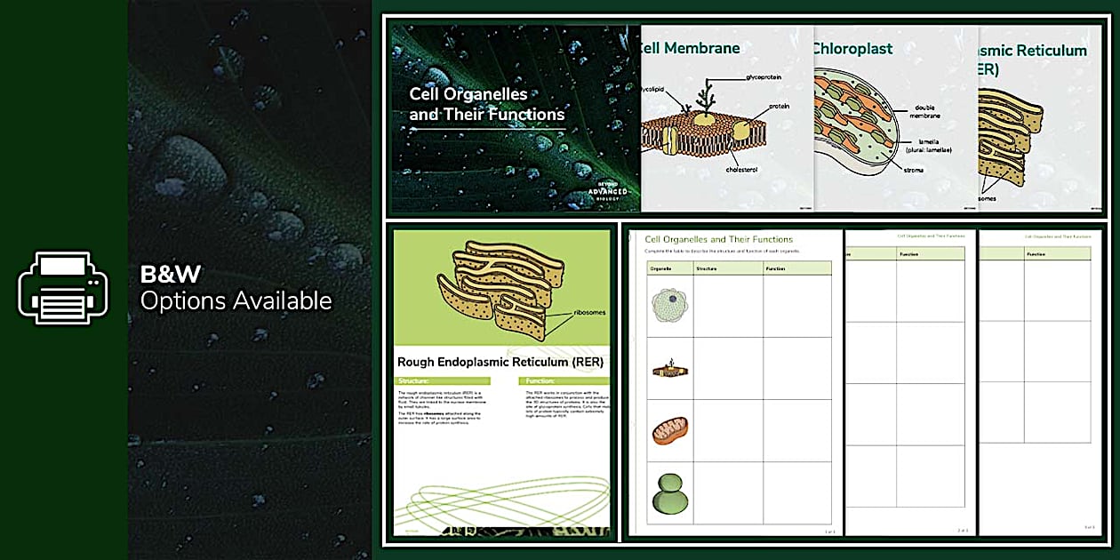 Organelles and Their Functions Resource Pack (Teacher-Made)