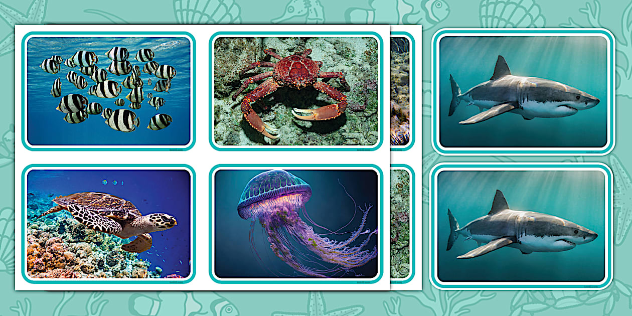Under the Sea Photo Matching Pairs Game | Twinkl - Twinkl