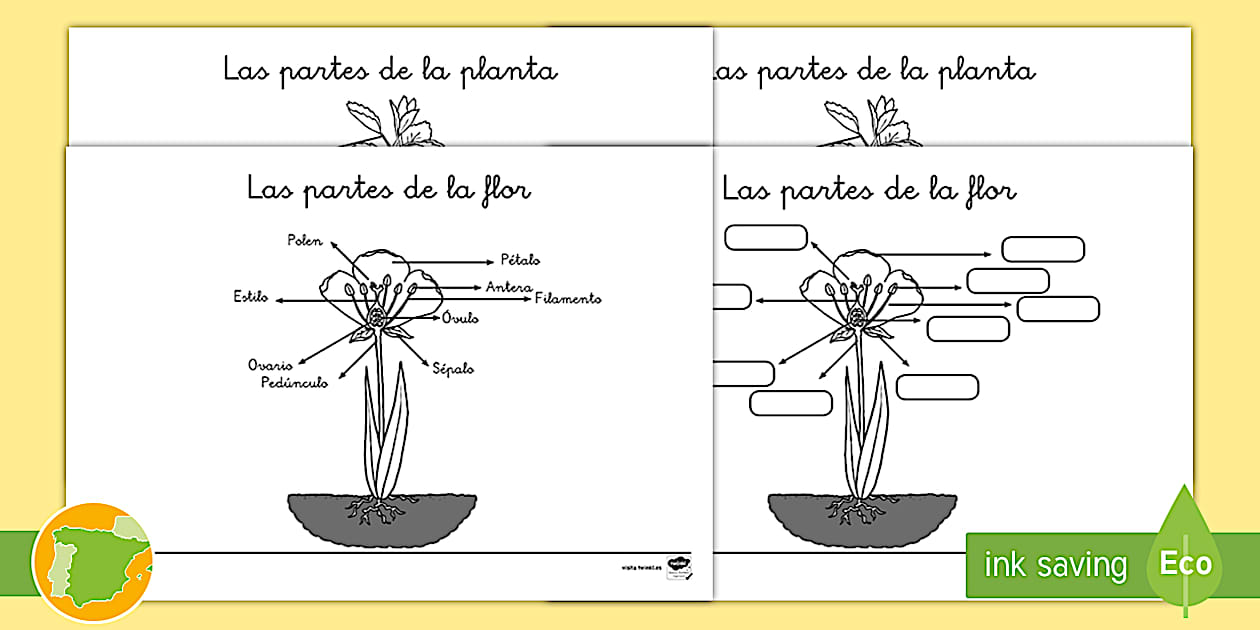 Ficha de actividad: Las partes de la planta y la flor