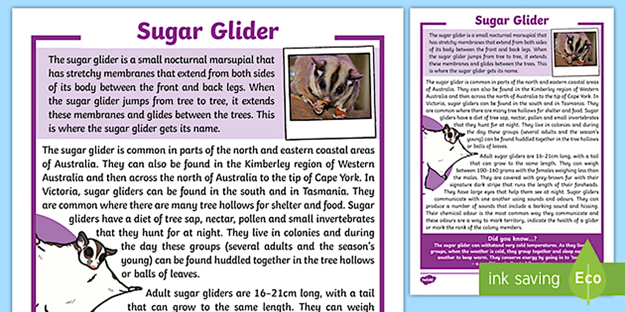 TAS Sugar Glider Fact Sheet (teacher made) - Twinkl