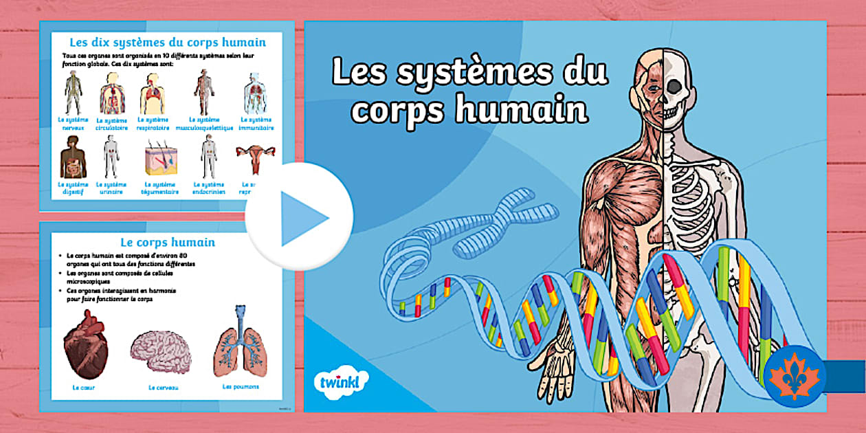 The Different Body Systems Presentation French - Twinkl