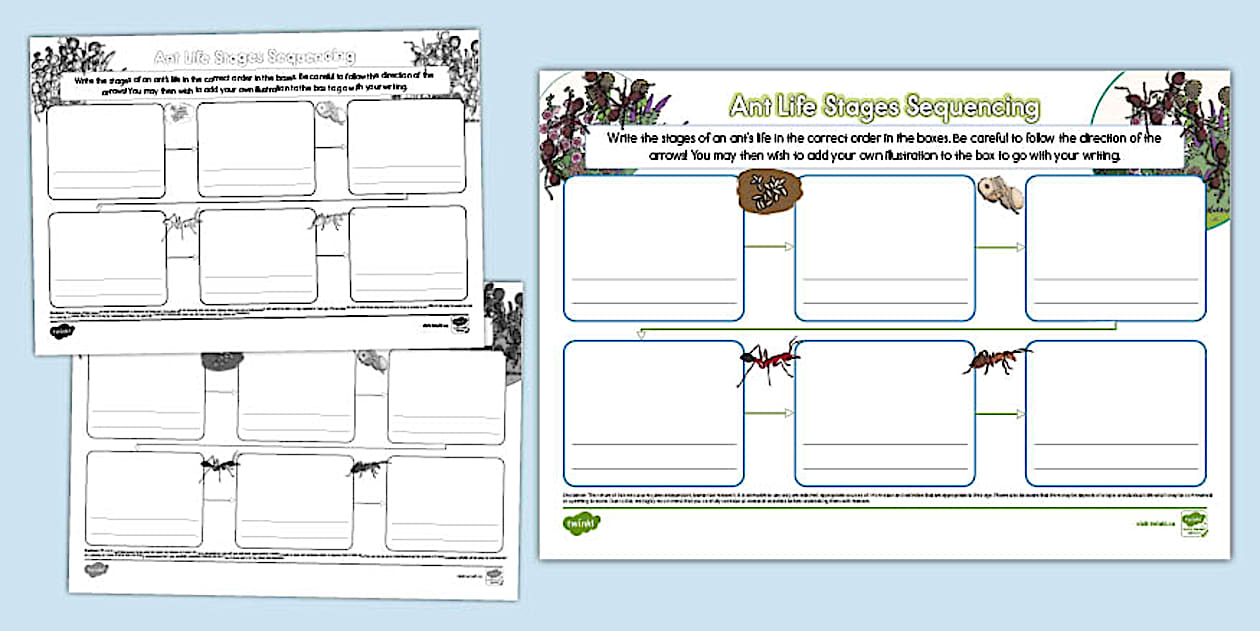 Ant Life Stages Sequencing Worksheet