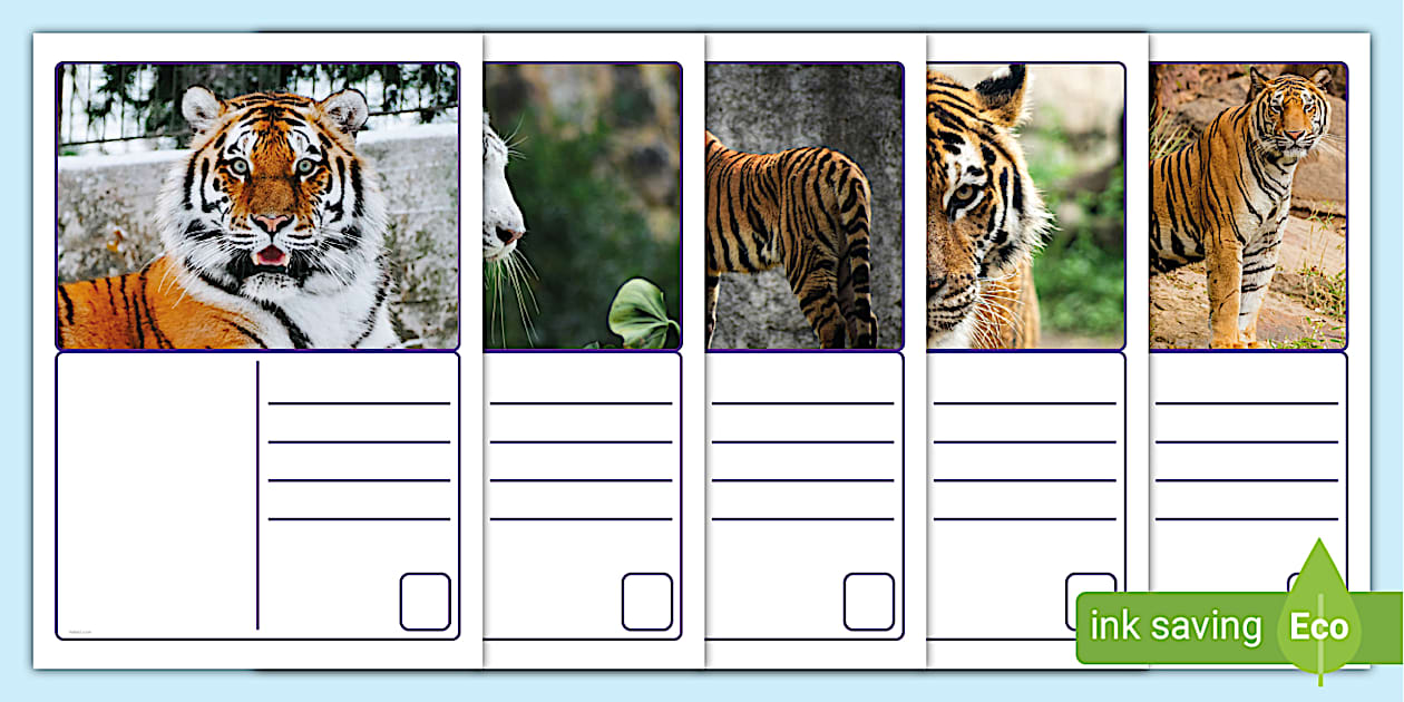Tiger Postcards (teacher made) - Twinkl