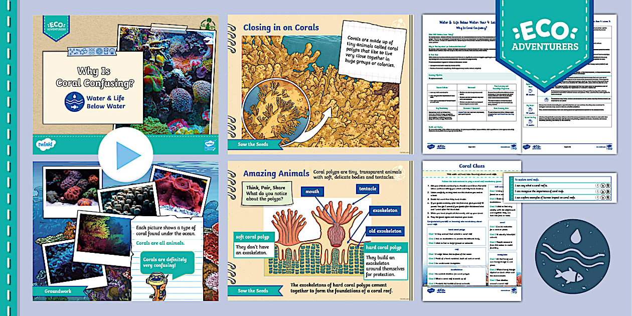Year 4 Water : Lesson 4 - Why Is Coral Confusing? - Twinkl