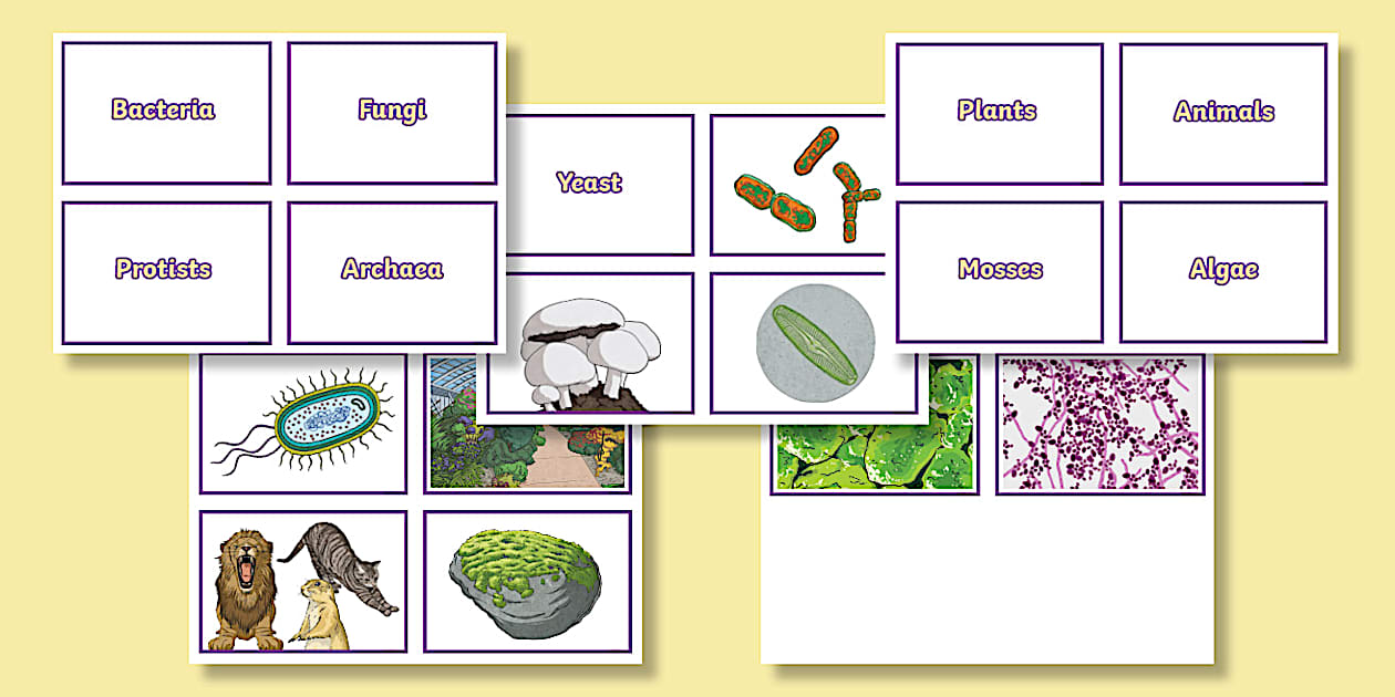 Matching Cards: Classification of Living Organisms - Twinkl