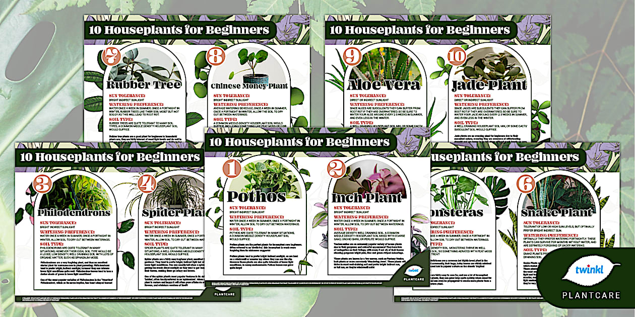 10 Houseplants for Beginners, easy to care for plants