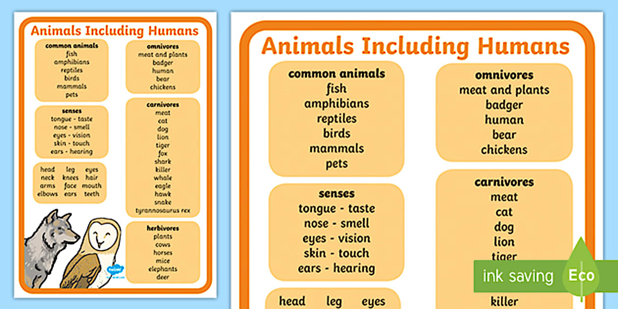 Year 1 Animals Including Humans Scientific Vocabulary Poster