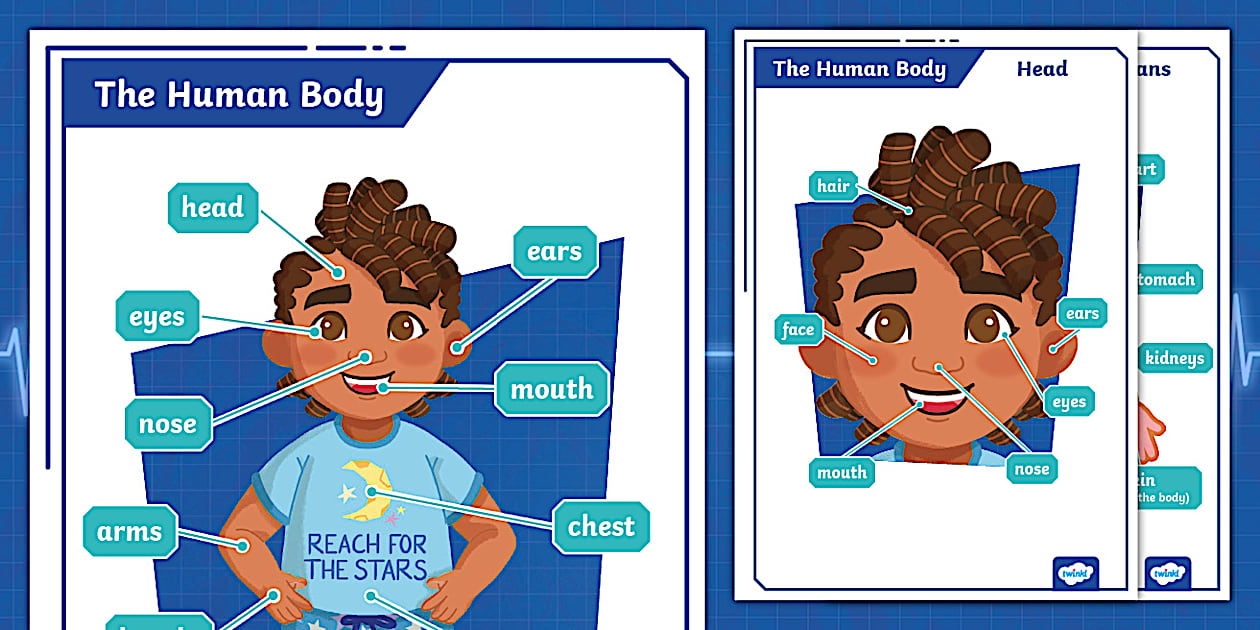 Human Body Parts Display Posters (teacher made) - Twinkl