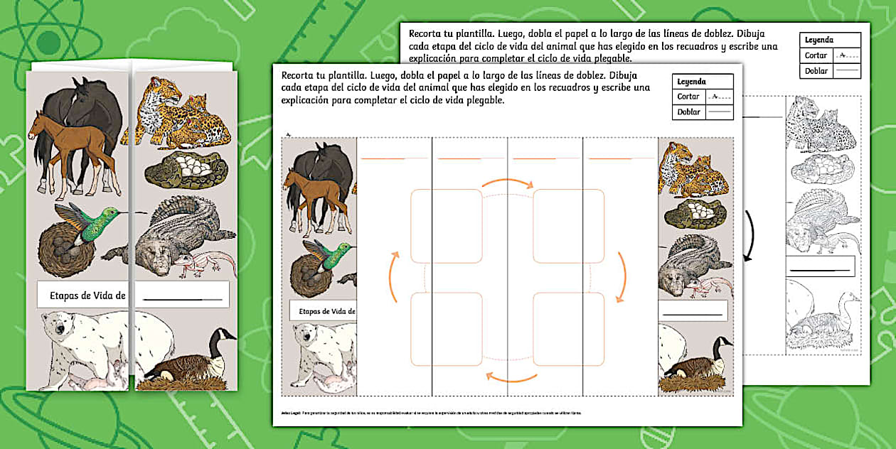 Plantilla Plegable: Etapas de la Vida un Animal - Twinkl