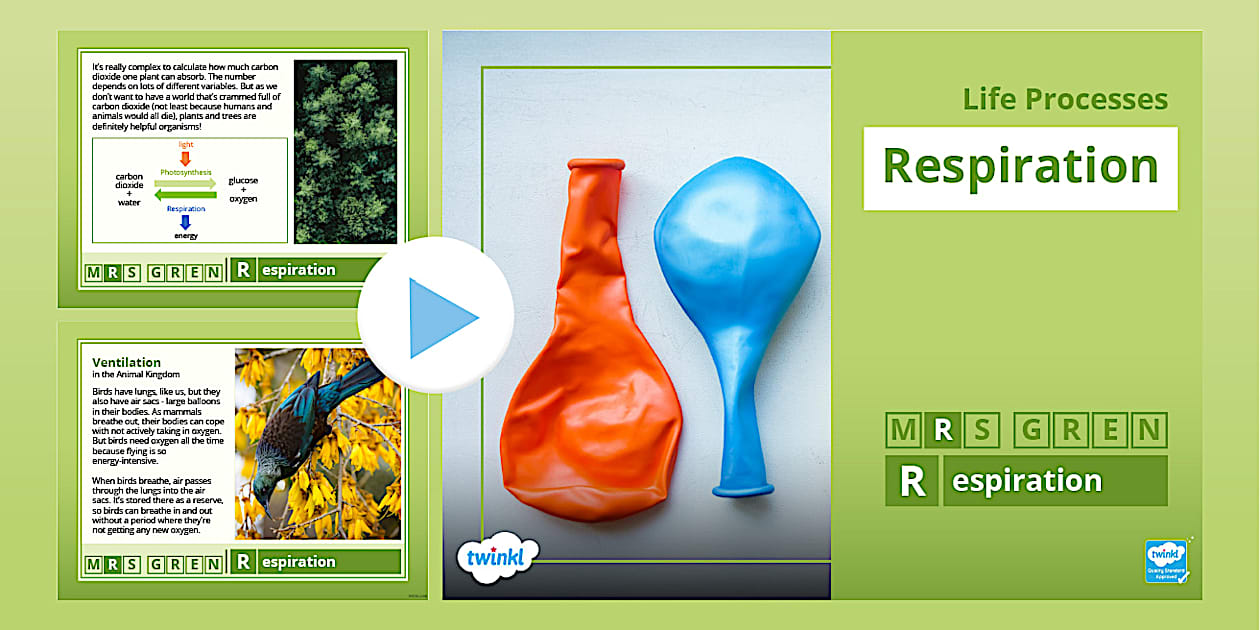 Level 3-4 Life Processes Slideshow - Respiration - Twinkl