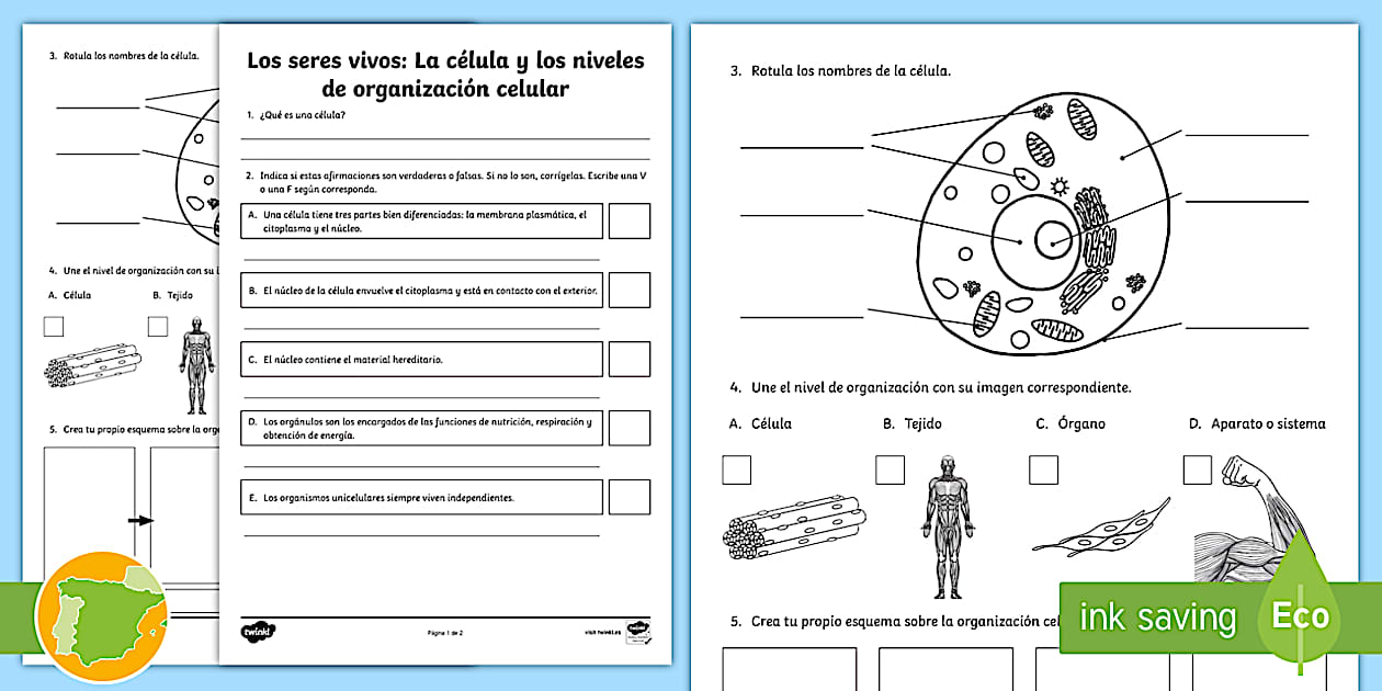 Editable Ficha de actividad: La célula y la organización celular