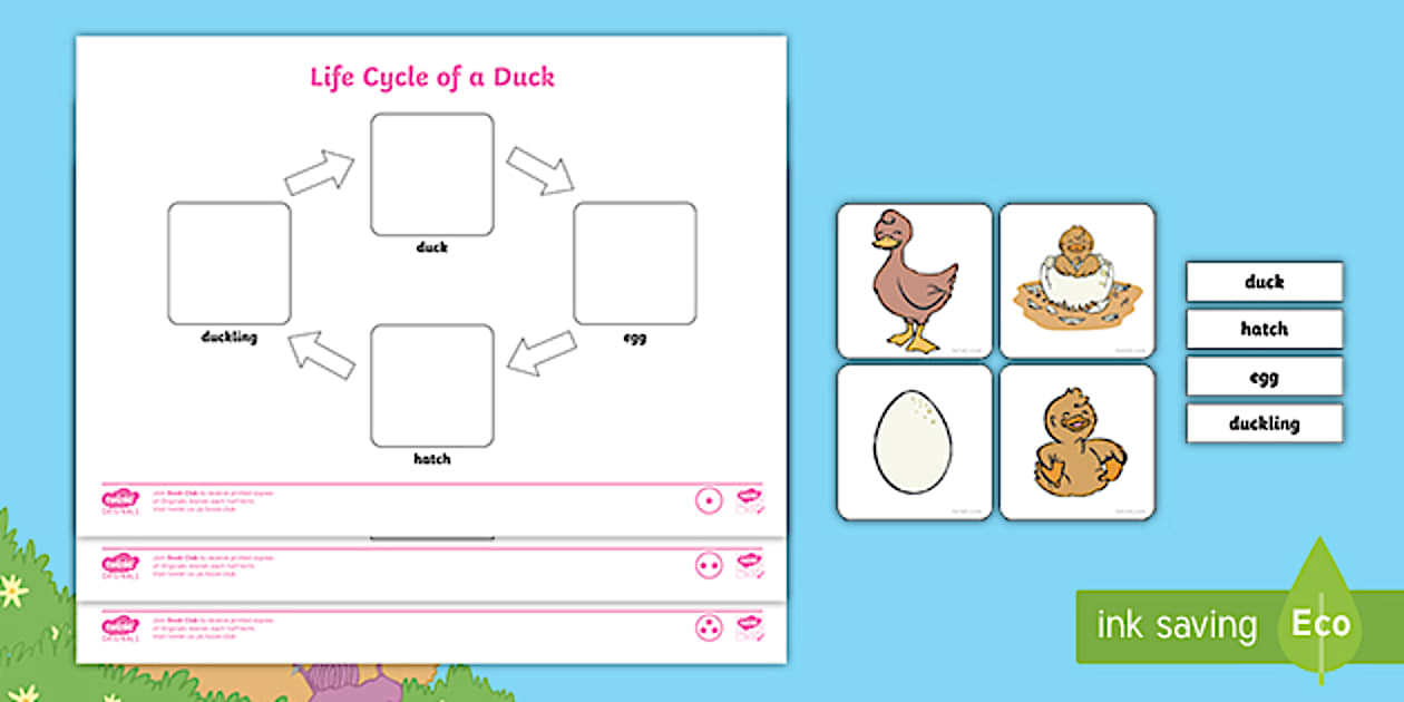 Lower Ability Brenda's Boring Egg Life Cycle of a Duck Differentiated