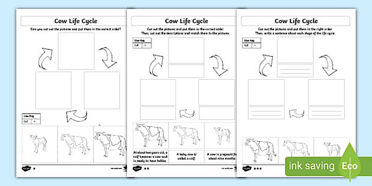 KS1 Life Cycle of a Cow Ordering Activity - Twinkl