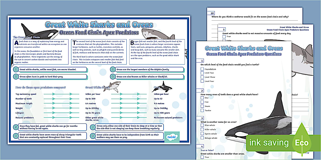 Ocean Food Chain Apex Predators Poster and Comprehension