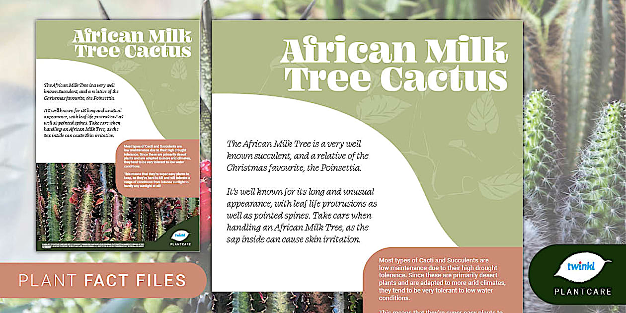 Succulents and Cacti: African Milk Tree (teacher made)