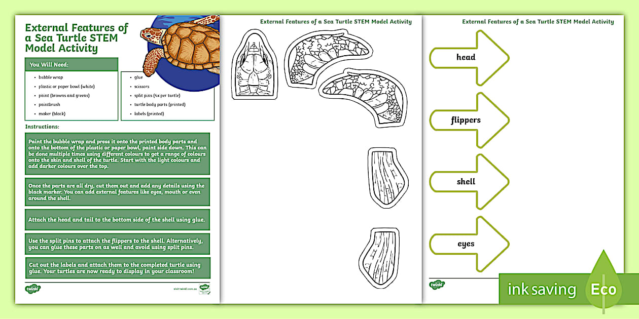 External Features of a Turtle STEM Model Activity | Twinkl
