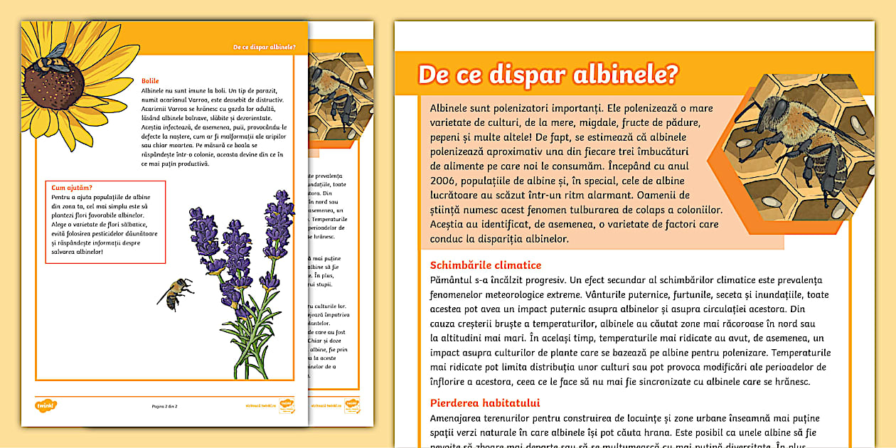 Dispariția albinelor – Fișă informativă 9-12 ani