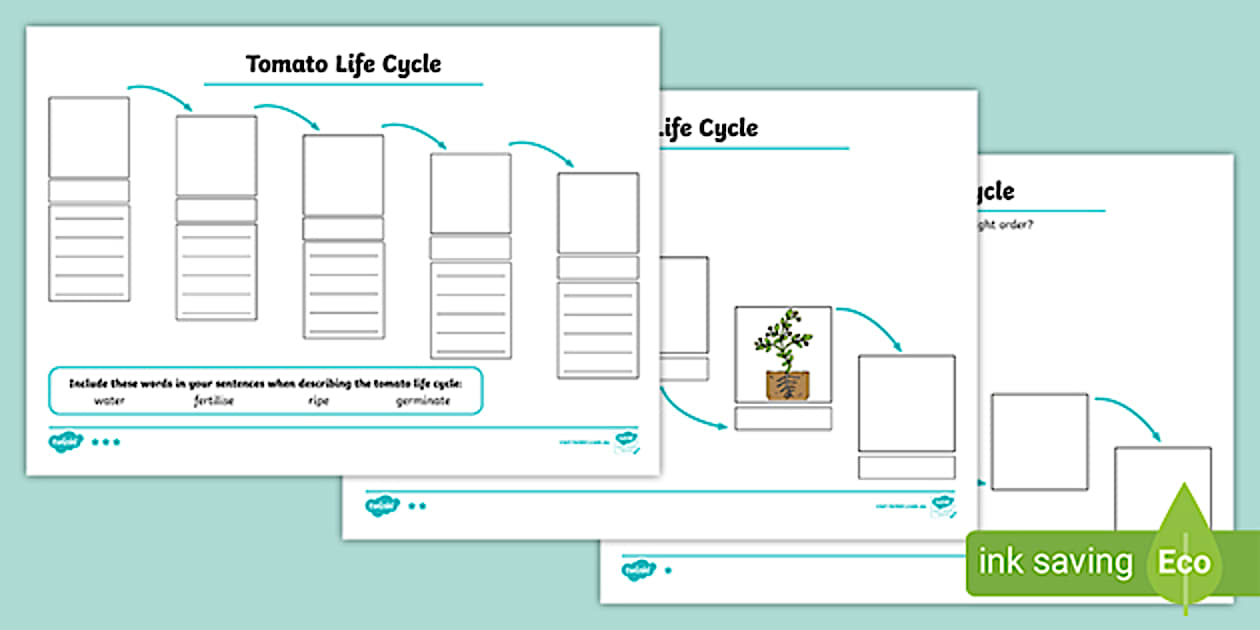 TAS Tomato Life Cycle Differentiated Worksheets - Twinkl
