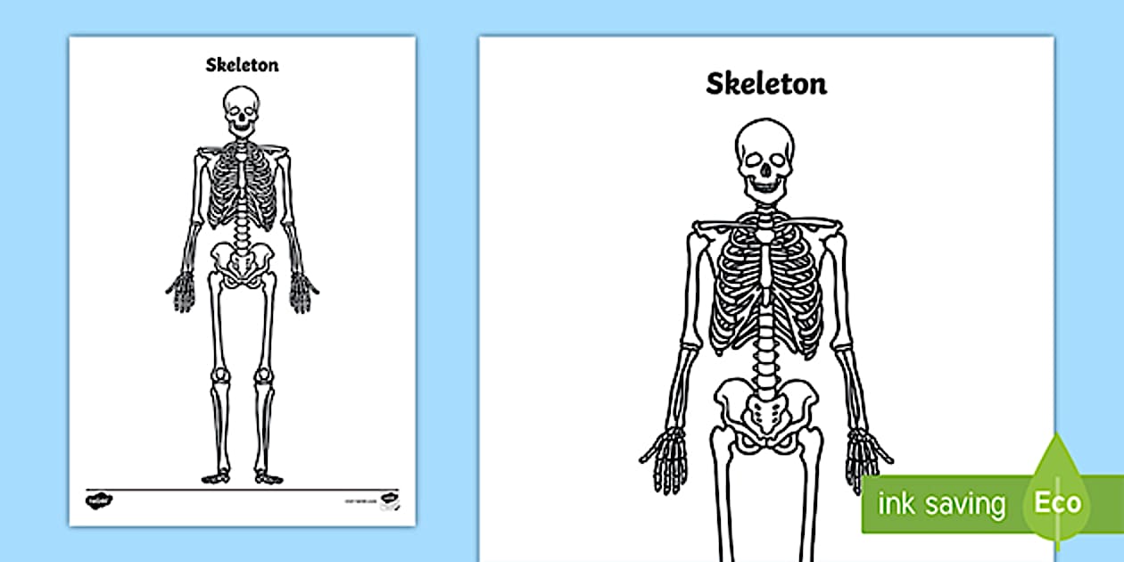 Skeleton Diagram | Blank Skeleton Worksheet (teacher made)