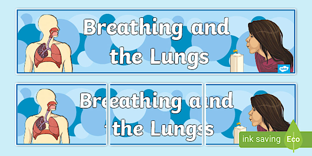 Breathing and the Lungs Banner 3rd & 4th Classes