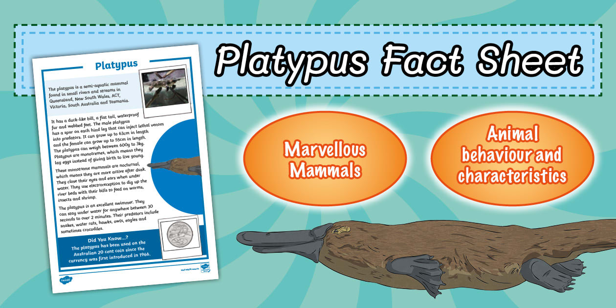 Platypus Fact Sheet for Primary Students