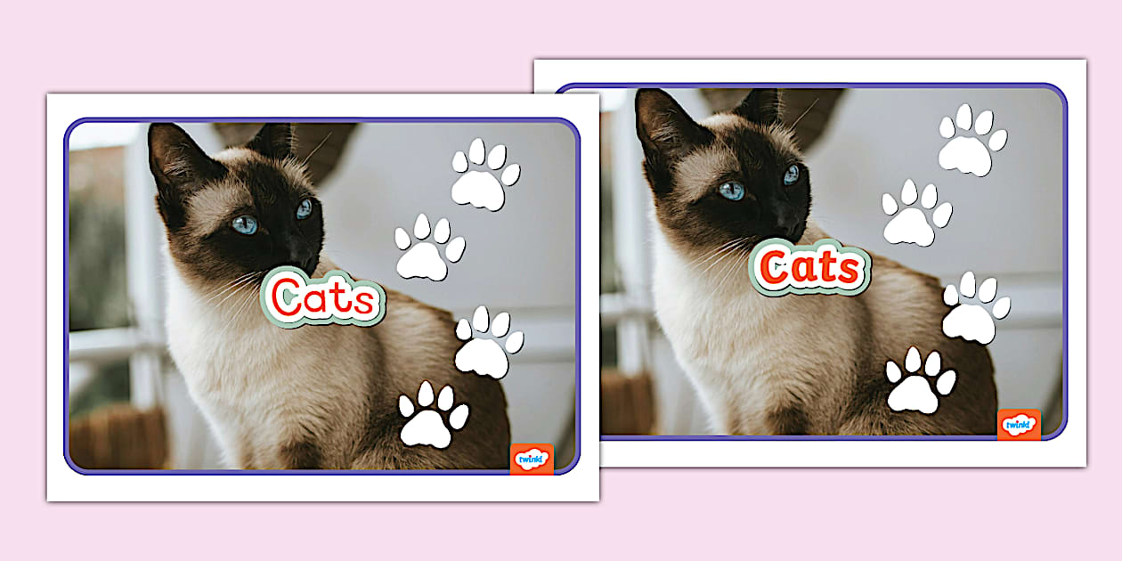 Cats Photo Display Poster - Twinkl Display - Twinkl