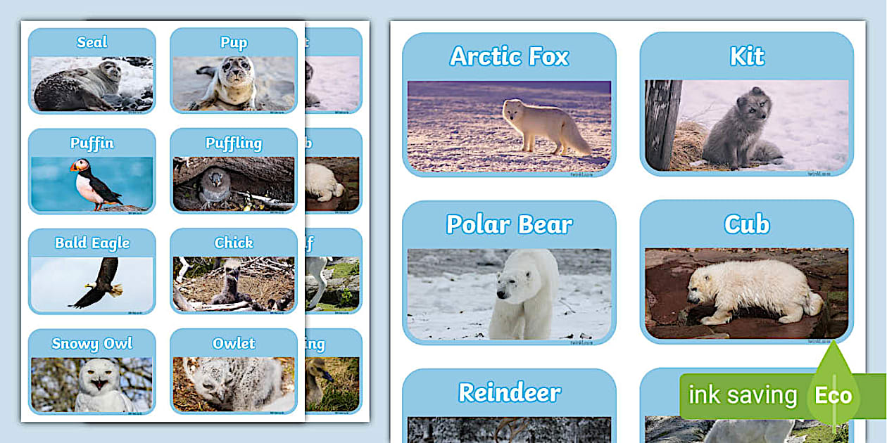 Arctic Animals and Their Young Matching Cards - Twinkl