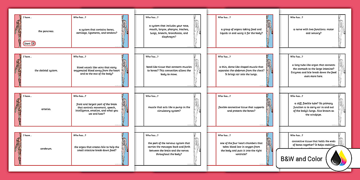 Seventh Grade I Have, Who Has Game Body Systems Edition