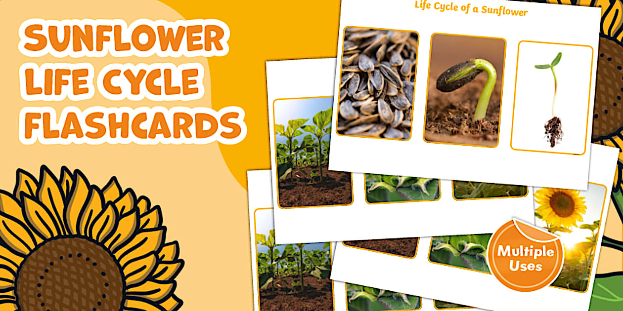 Sunflower Life Cycle Flashcards - Twinkl - KS1