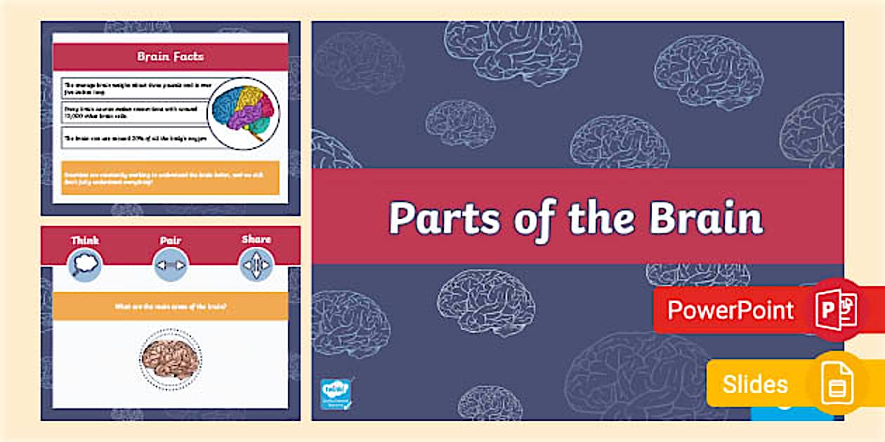 Parts of the Brain PowerPoint & Google Slides for 3rd-5th Grade