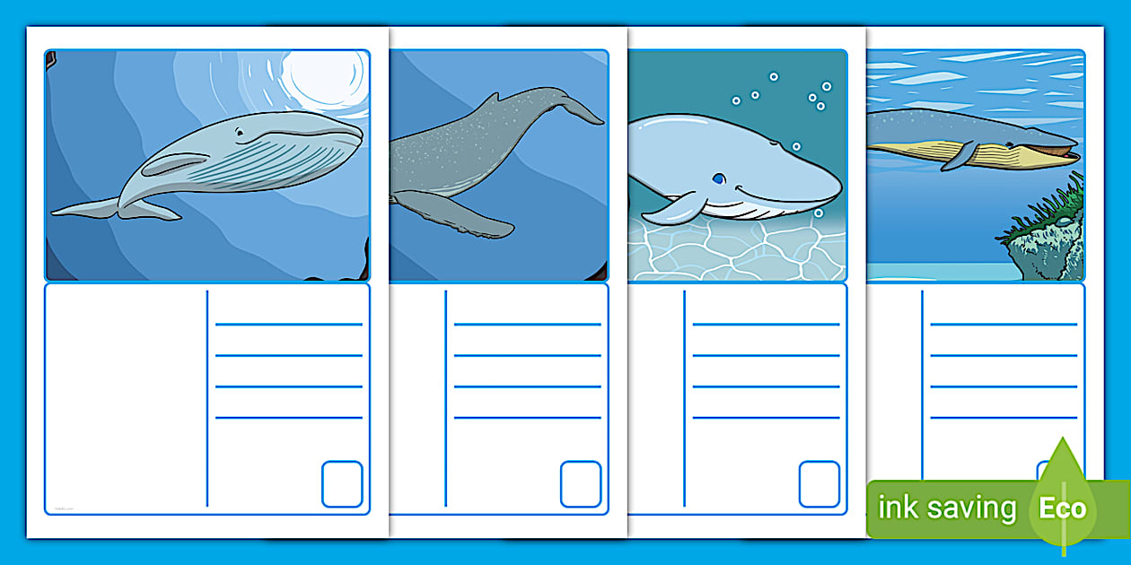 Blue Whale Postcards | Postcard Writing Skills | Postcards