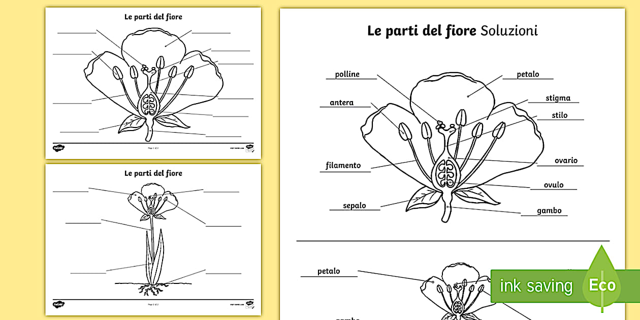 Schede didattiche le parti del fiore scuola primaria