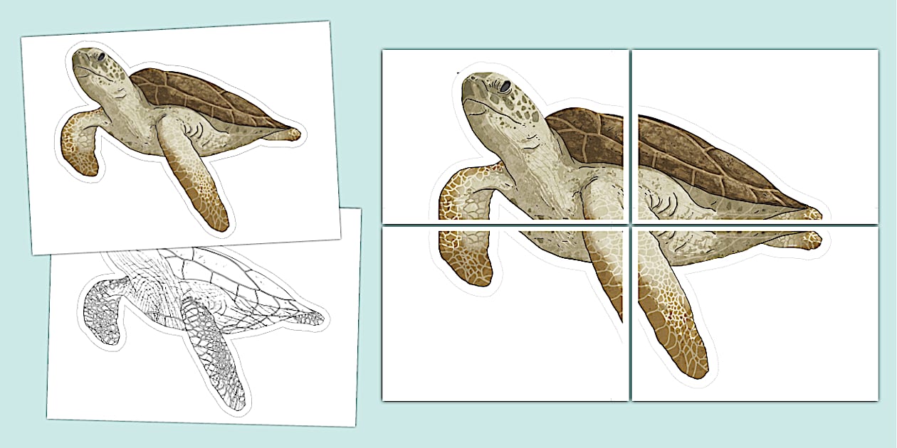 Turtle Large Cut Out (teacher made) - Twinkl
