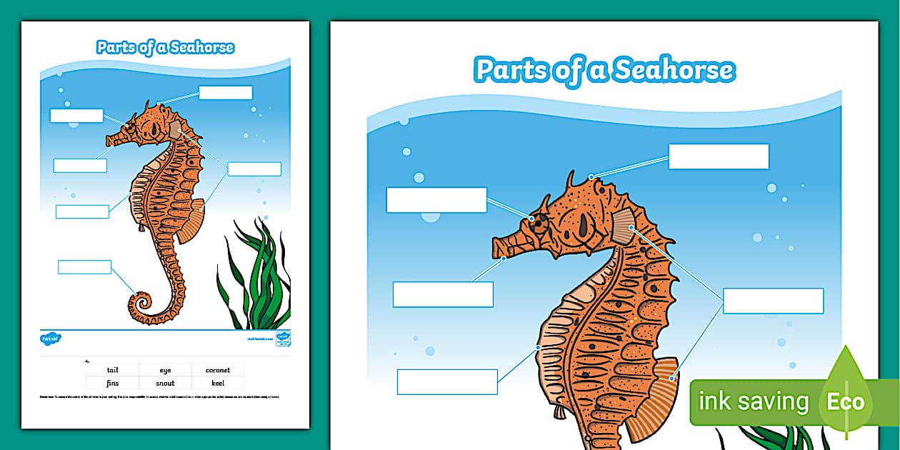 Parts of a Seahorse Labelling Activity - Twinkl - KS1